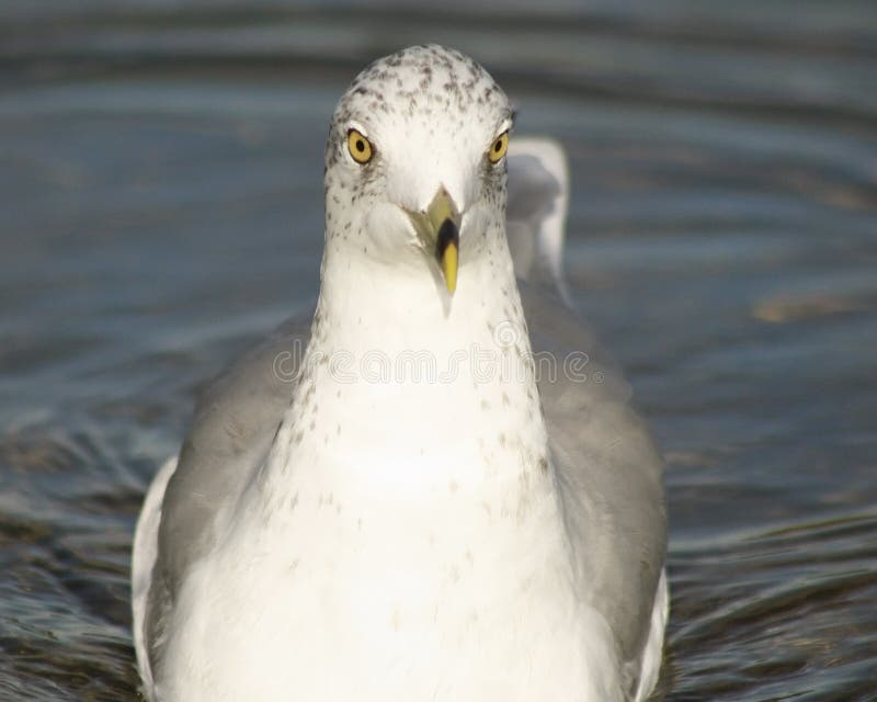 Seagull Swimming Forwards with Eyes Staring Straight Ahead into Camera ...