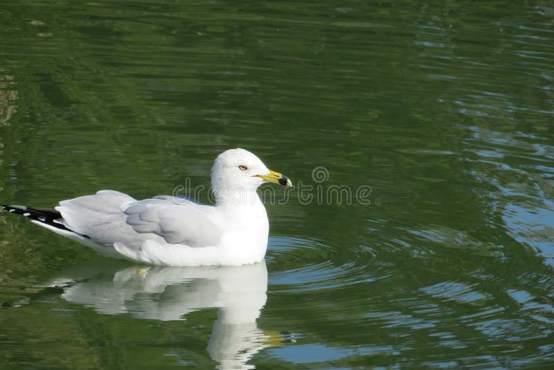Seagull Swimming in the River, Closeup Stock Photo - Image of blue ...