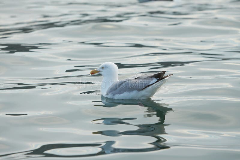 Seagull Swimming in Autumn Colours Stock Photo - Image of dark, colours ...