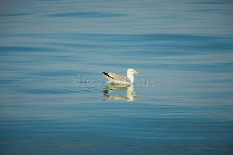 Seagull Swimming in Autumn Colours Stock Photo - Image of dark, colours ...