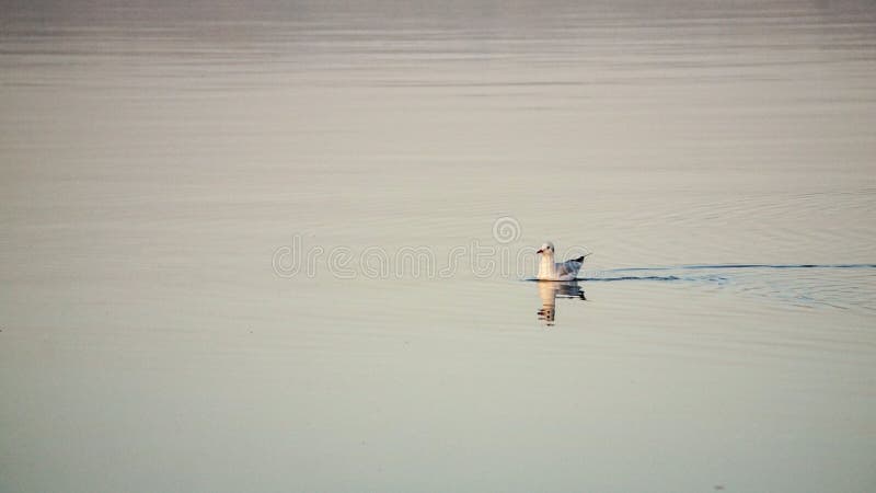 A Seagull from Behind Sitting on a Pier Stock Image - Image of stands ...