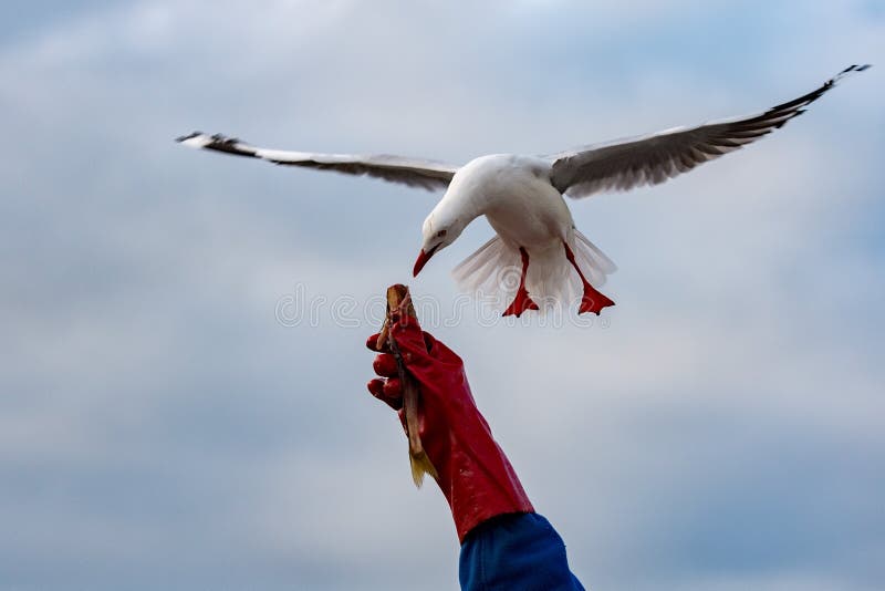Seagull while Taking Fish from Human Hand Stock Image - Image of ...