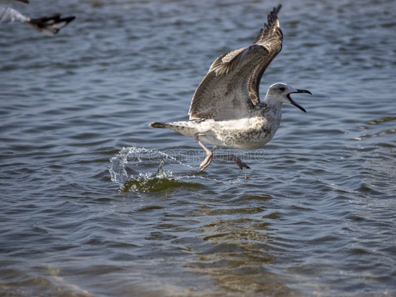 A seagull taking flight stock image. Image of beak, europe - 340731021