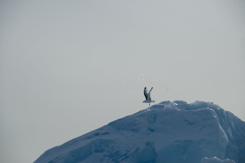 Seagull Taking Off Down Slope of Iceberg Stock Photo - Image of ...