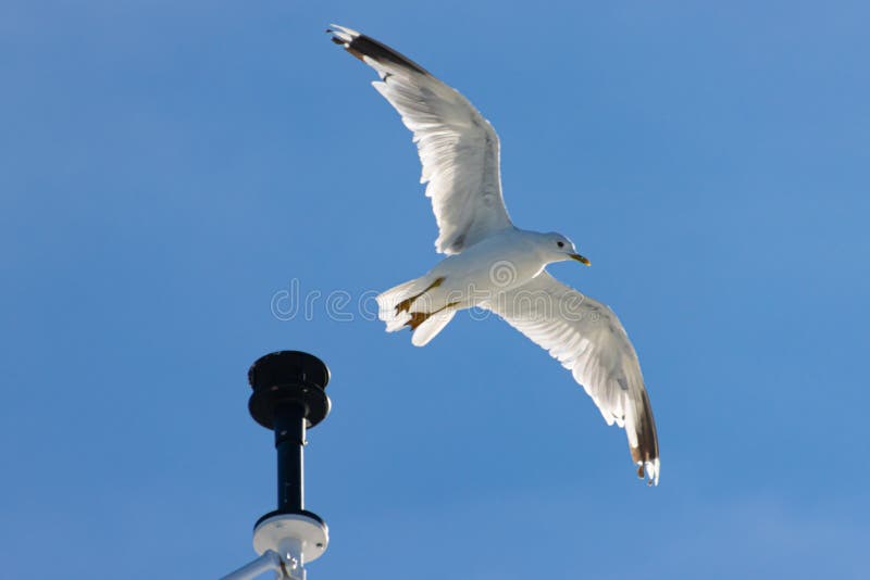 Seagull Taking Off a Position Light and Flying Away Stock Photo - Image ...