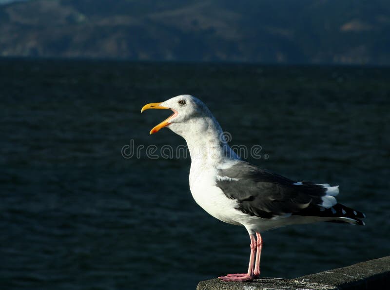 Seagull Talking Picture. Image: 499819