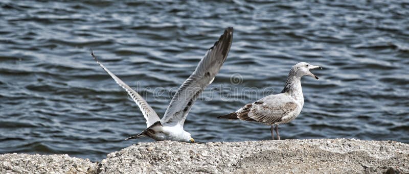 A Seagull Talking stock photo. Image of plumage, poop - 39896606
