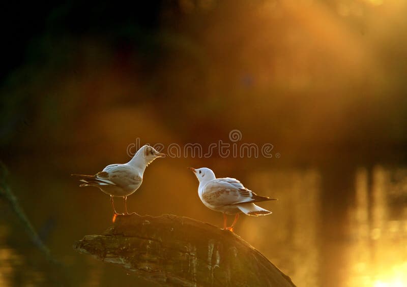 Seagull Talking To Each Other Stock Photo - Image of animal, bird: 47254076