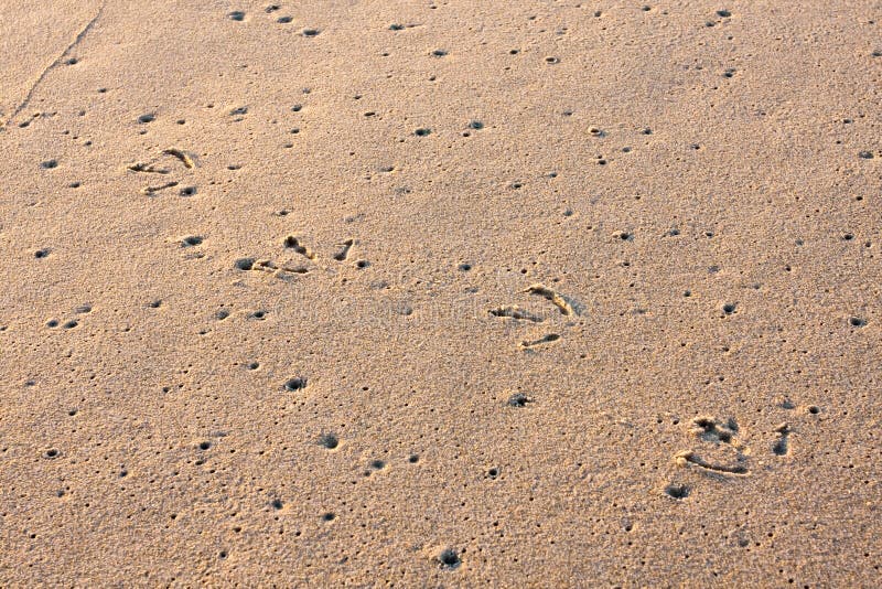Seagull Tracks in Sand stock image. Image of closeup - 22886193