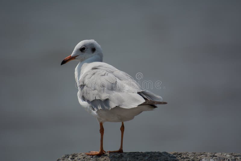 Seagull stock photo. Image of texture, seagull, travel - 67310570