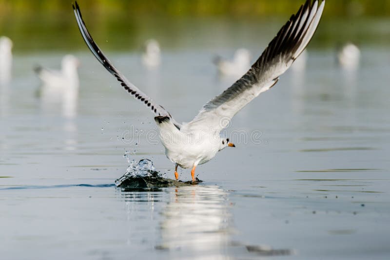 Seagull trying to fly stock image. Image of flying, herring - 88582575