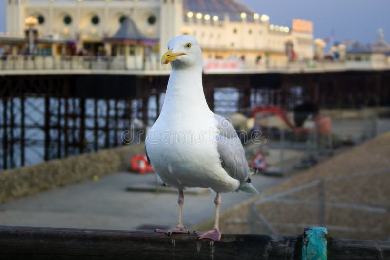 Seagull stock photo. Image of icon, pier, seaside, typical - 60207916