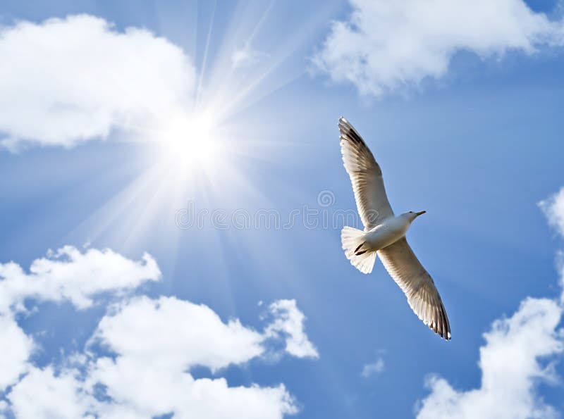 Seagull under bright sun stock photo. Image of animal - 15074508