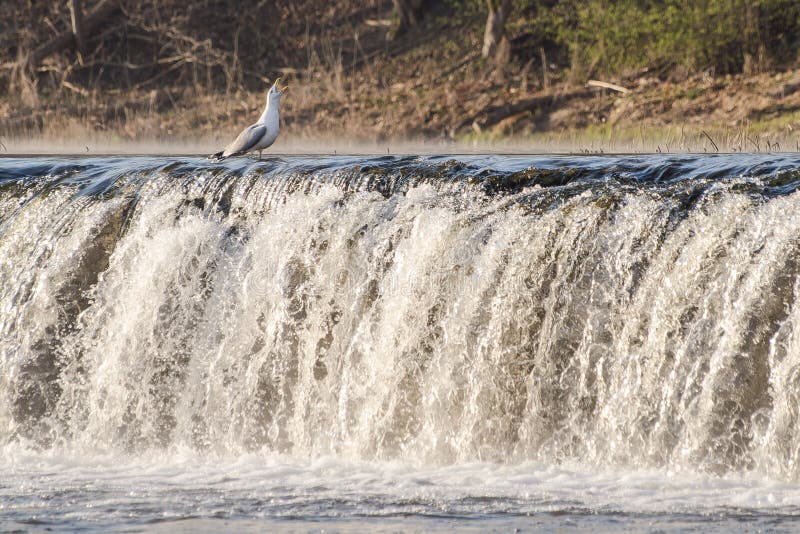 Venta Waterfall in the Fog, Kuldiga, Latvia. Captured from Above Stock ...