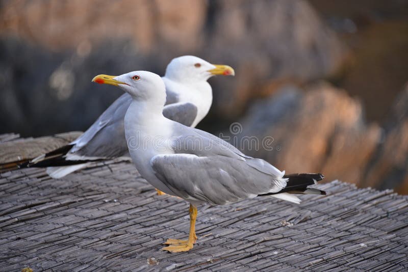 Seagull view stock image. Image of beauty, amazing, seabird - 128878583