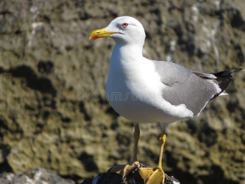 Seagull stock image. Image of posing, closeup, real, natural - 58079935