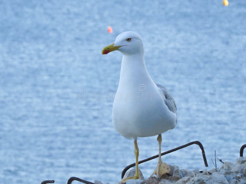 Seagull stock photo. Image of clear, alive, good, real - 62449602