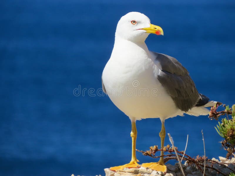 Seagull stock image. Image of close, good, looking, beak - 62540771
