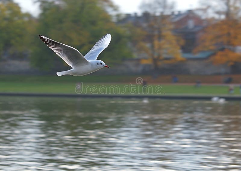 Seagull on the Ice on the River in Bright Sunny Spring Day Stock Photo ...