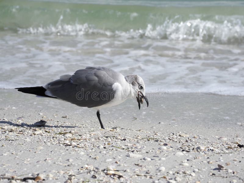 Seagull Vomiting a Sand Pellet. Stock Image - Image of ingesting ...