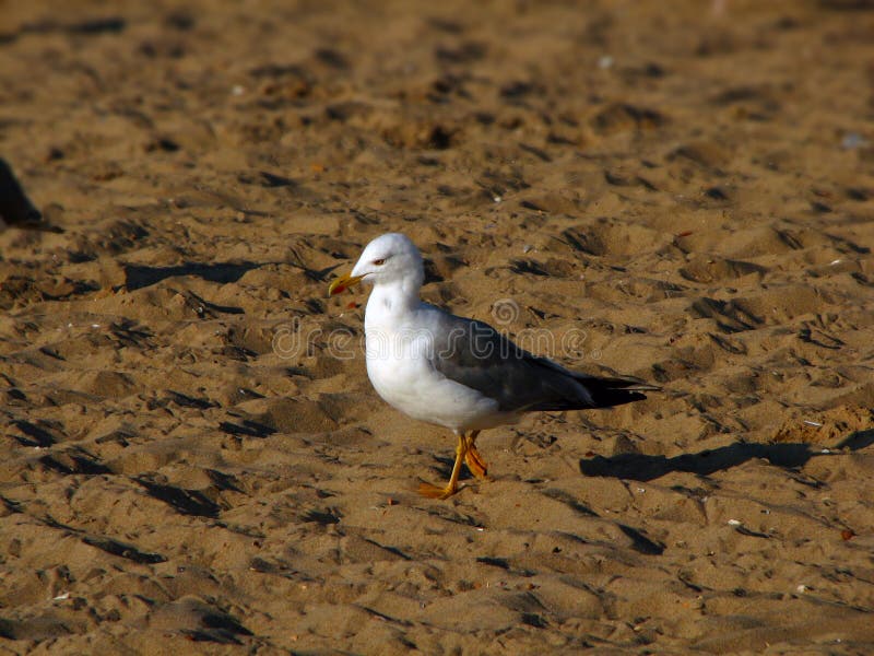 Seagull stock image. Image of desert, walk, sand, seagull - 54590345