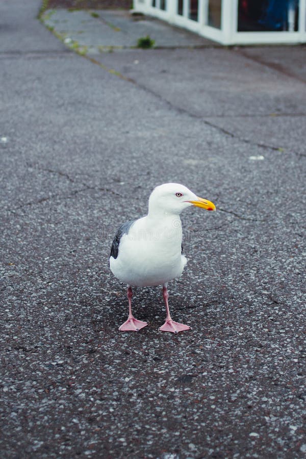 Seagull Walking Alone on the Street Stock Photo - Image of world ...