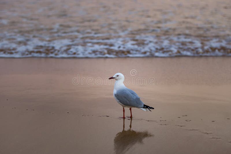Seagull walking stock photo. Image of orange, seagull - 69959324