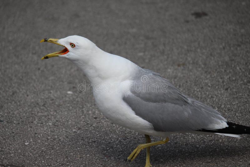 531 Seagull Mouth Open Stock Photos - Free & Royalty-Free Stock Photos ...