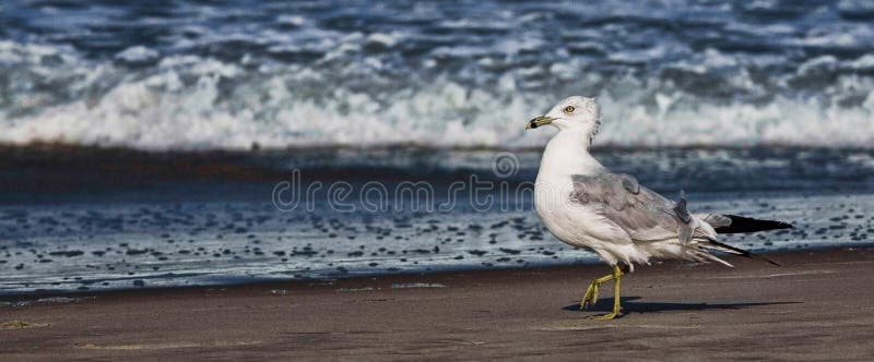 Seagull Walking on the Beach Stock Photo - Image of nature, animal ...
