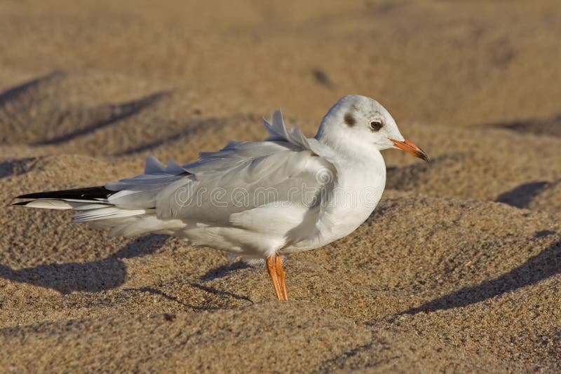 Seagull Walking on the Beach Stock Photo - Image of profile, bird: 73333758