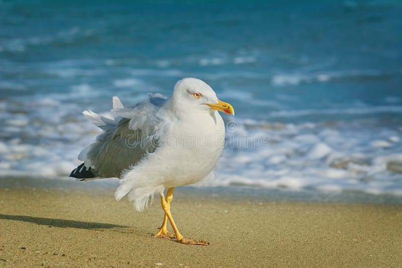 Seagull walking stock photo. Image of orange, seagull - 69959324