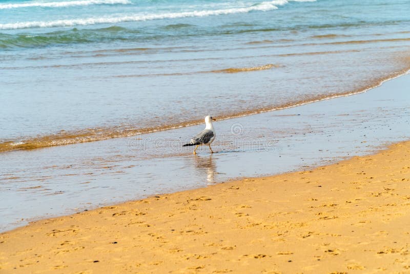 Seagull Walking on Beach stock photo. Image of ocean - 132670484