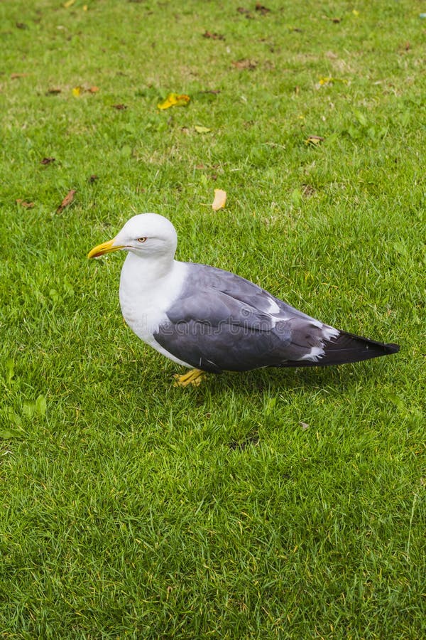 Seagull Walking in the Edinburgh Park Grass Stock Photo - Image of ...