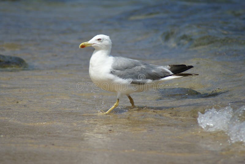 A Seagull Walking on the Foreshore of a Sandy Beach Stock Image - Image ...
