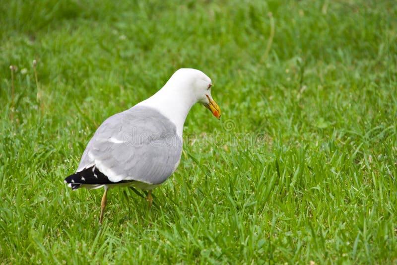Seagull walking stock photo. Image of orange, seagull - 69959324