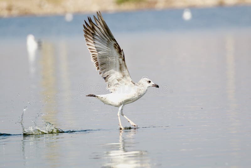 A Seagull Walking on the Lake Stock Image - Image of black, seagull ...