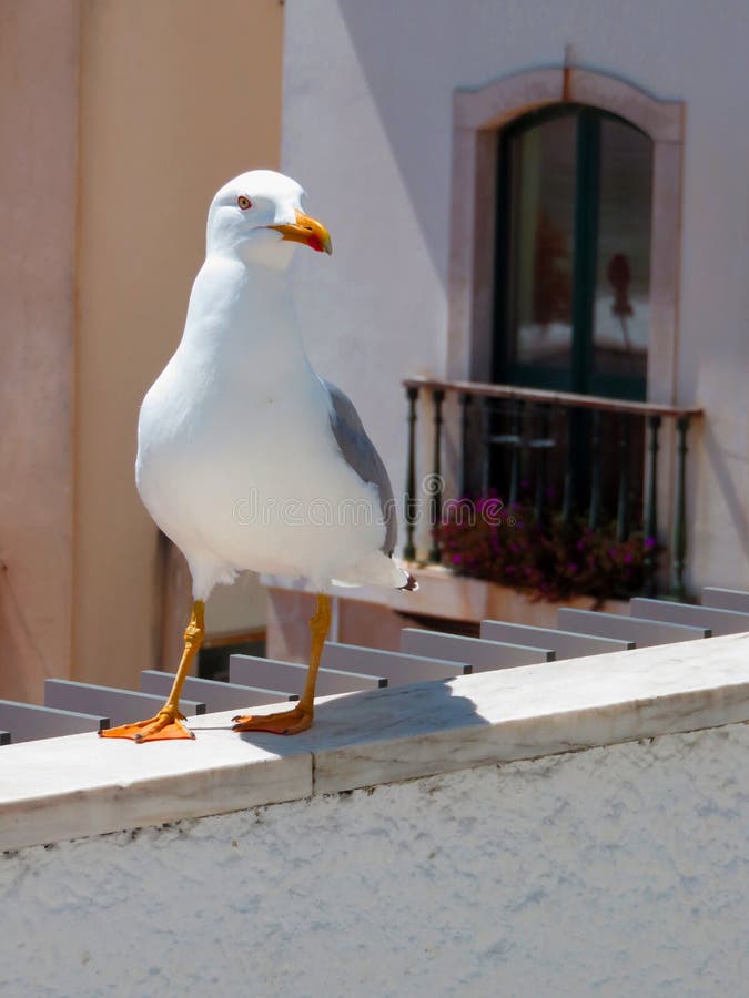 Seagull walking stock photo. Image of orange, seagull - 69959324