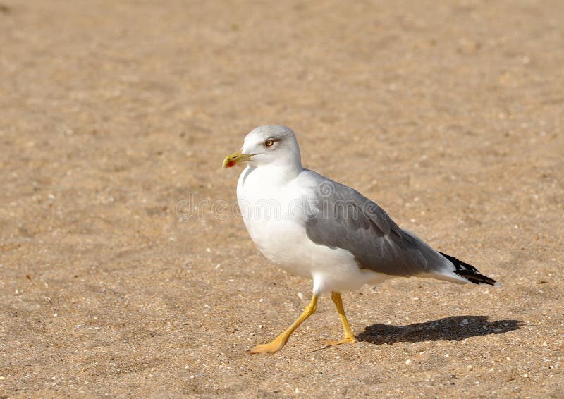 Seagull Walking on the Sand Stock Photo - Image of white, beach: 16066928