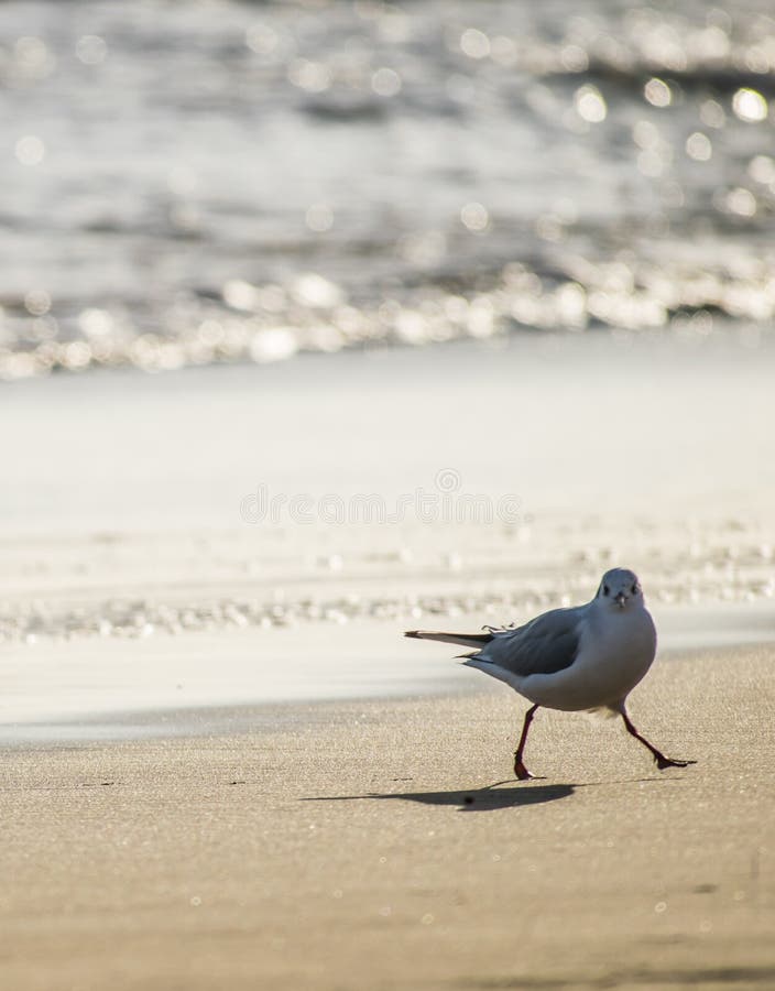 Seagull Walking on Sand Beach in Front of the Sea Stock Image - Image ...