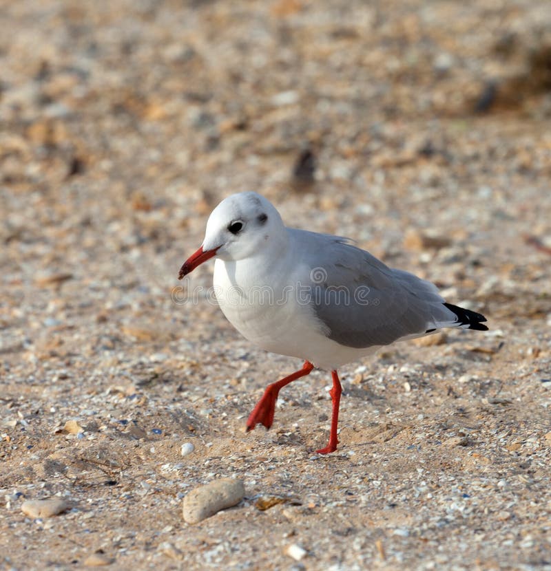 Seagull walking on sand stock image. Image of look, beach - 44777005
