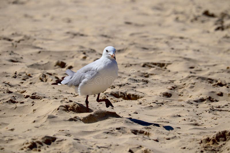 Seagull Walking on the Beach Stock Photo - Image of plumage, seagull ...