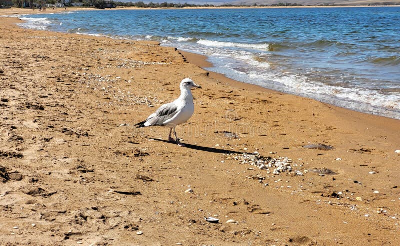 A Seagull Wanders Along a Sandy Beach Near the Sea Waves. Stock Photo ...
