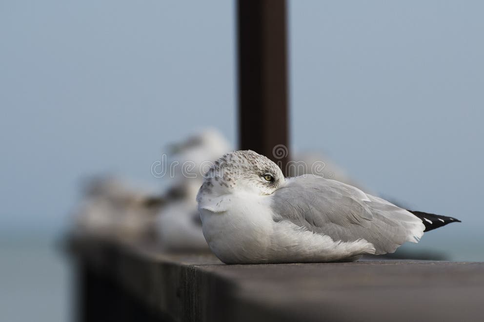 Seagull stock photo. Image of seagull, standing, looking - 45966534