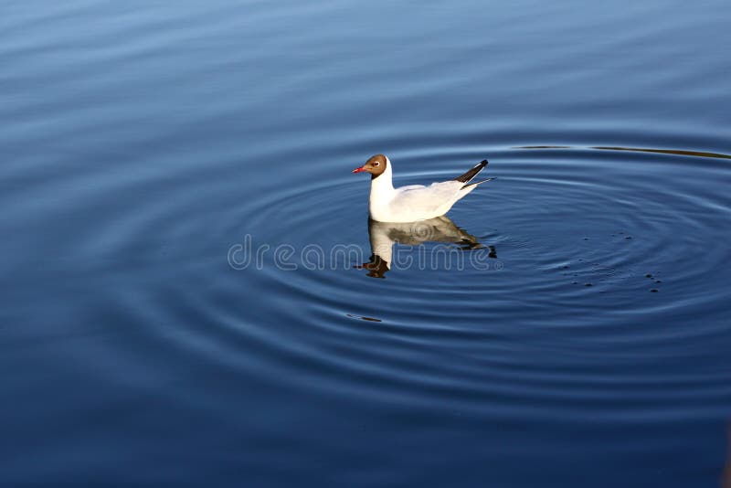 Seagull in the water stock image. Image of clean, water - 10889589