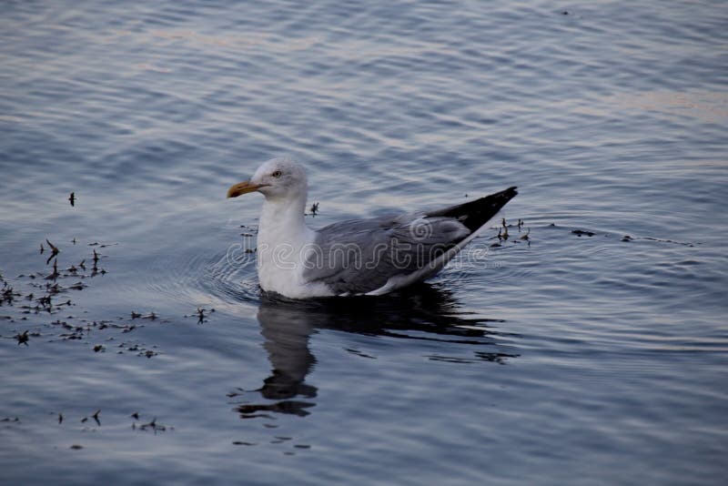 Seagull on the water stock photo. Image of flight, water - 259753532