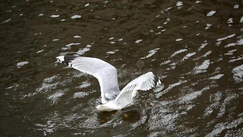 Water Flaps Stock Footage & Videos - 228 Stock Videos