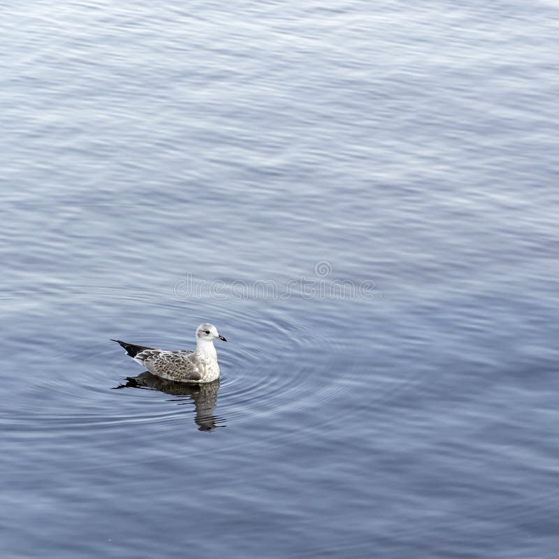 Seagull on the water stock image. Image of lake, beak - 241041951