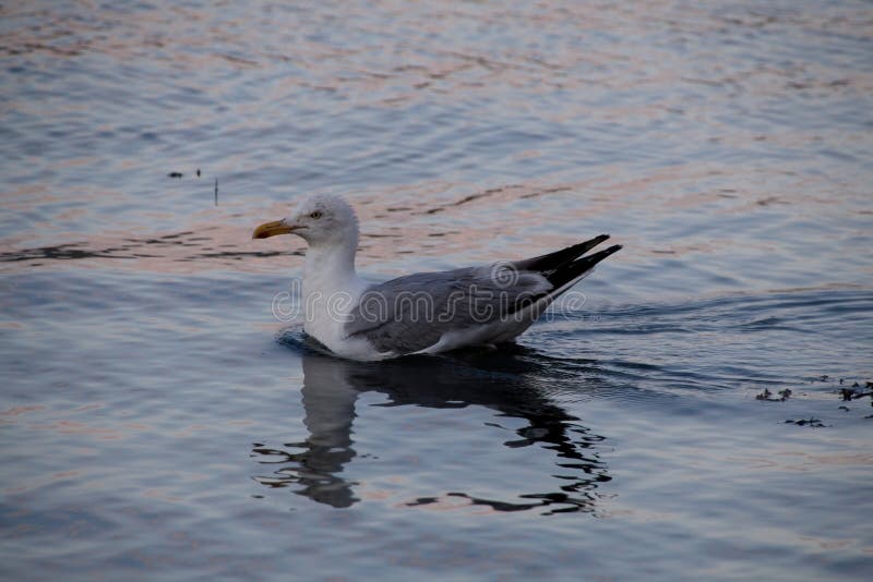 Seagull on the water stock photo. Image of ocean, beak - 259753534