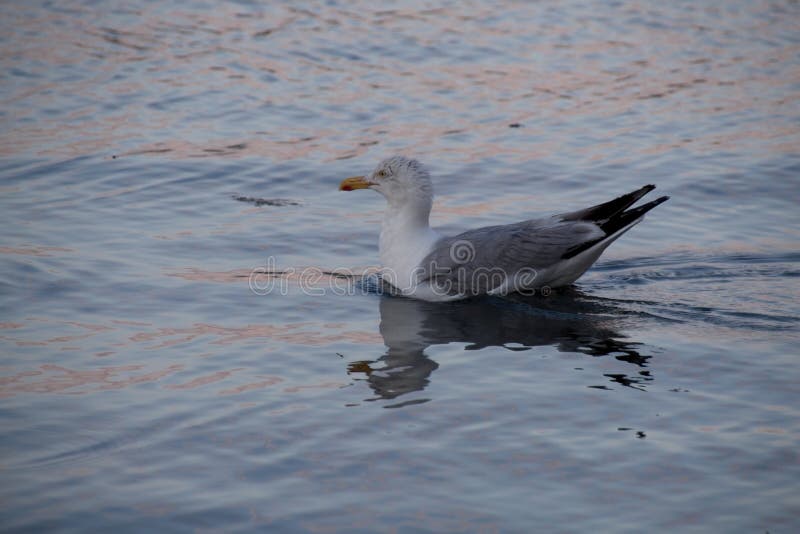 Seagull on the water stock photo. Image of freedom, gull - 259753536
