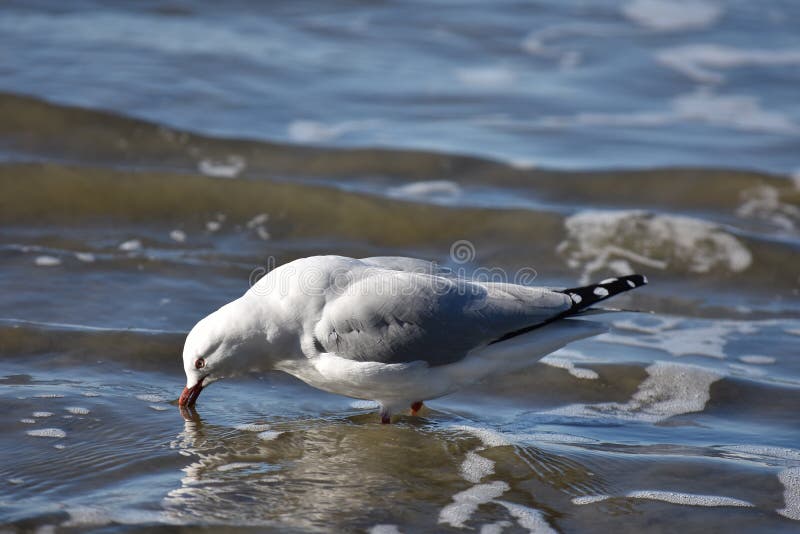 Seagull in water stock photo. Image of billed, coastal - 66095948